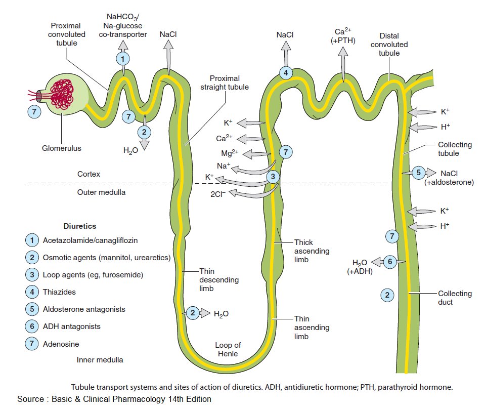 Nephron Pathophysiology Diuretic Sites Of Action Diuretics 1 Nephron Pathophysiology Diuretic Sites Of Action Diuretics 1