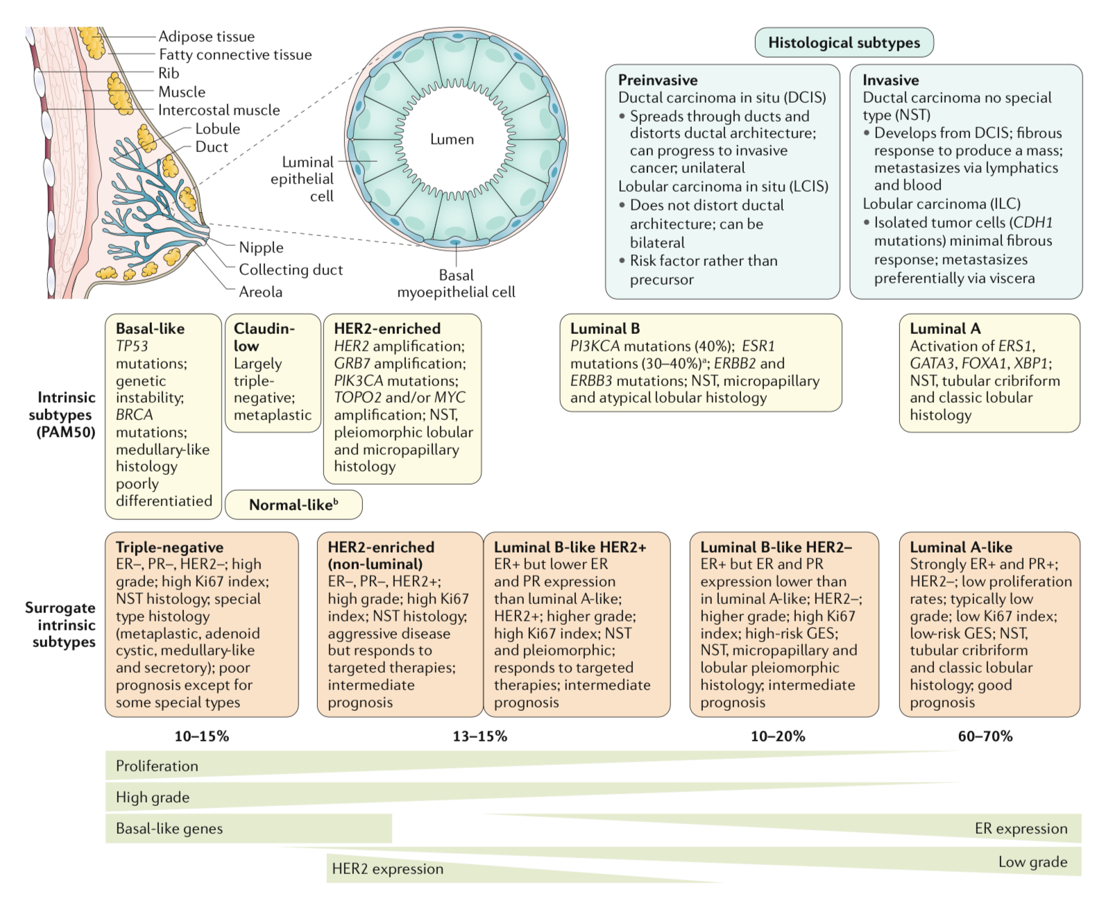 Breast Cancer Subtypes Histological Subtypes Preinvasive GrepMed