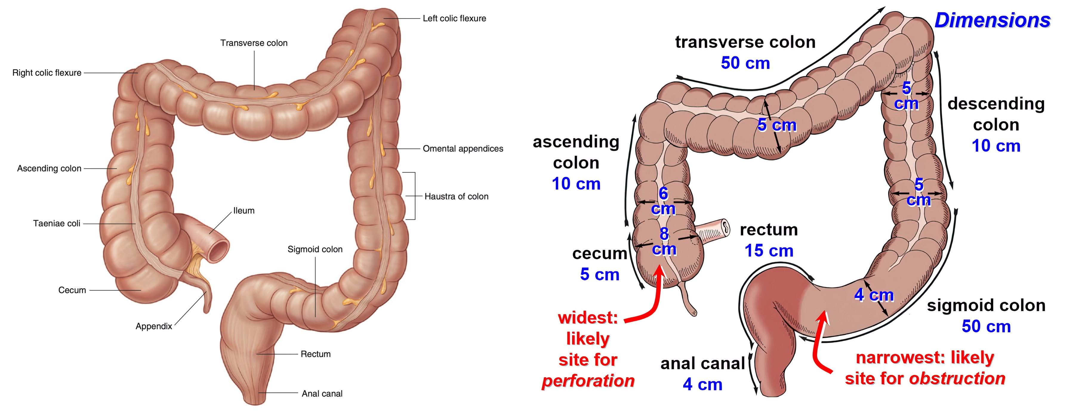 Colon Anatomy And Typical Dimensions Cecum 5cm GrepMed