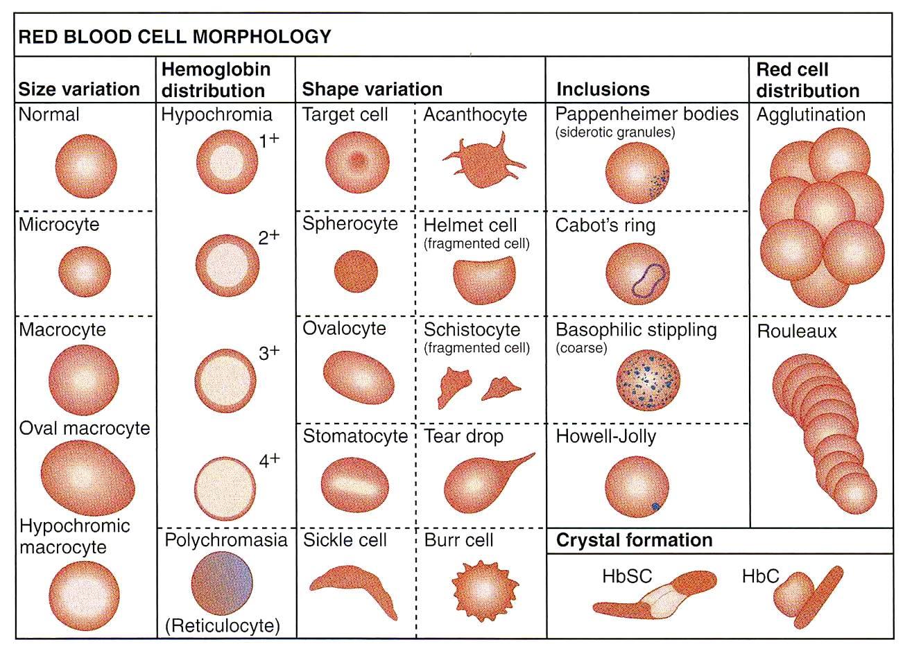 Are All Cells Different Shapes And Sizes Answereco