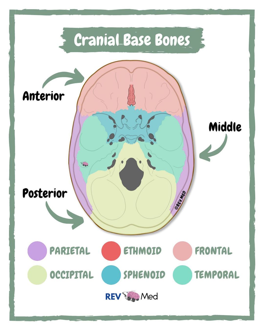 Cranial Base Bones Skull Anatomy By rev med Cranial GrepMed