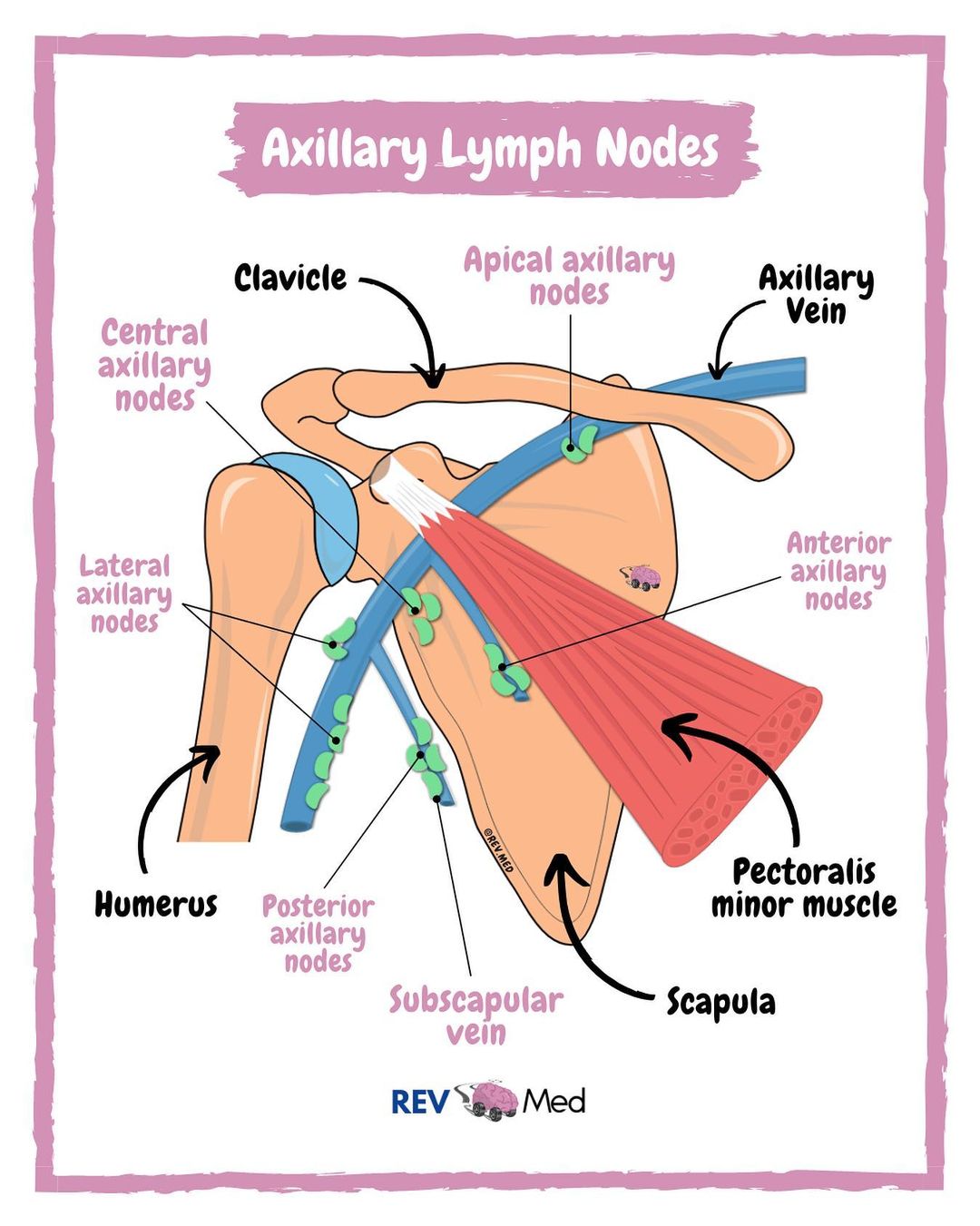 Axillary Lymph Node Anatomy By rev med Axillary GrepMed Axillary Lymph Node Anatomy By rev med Axillary GrepMed