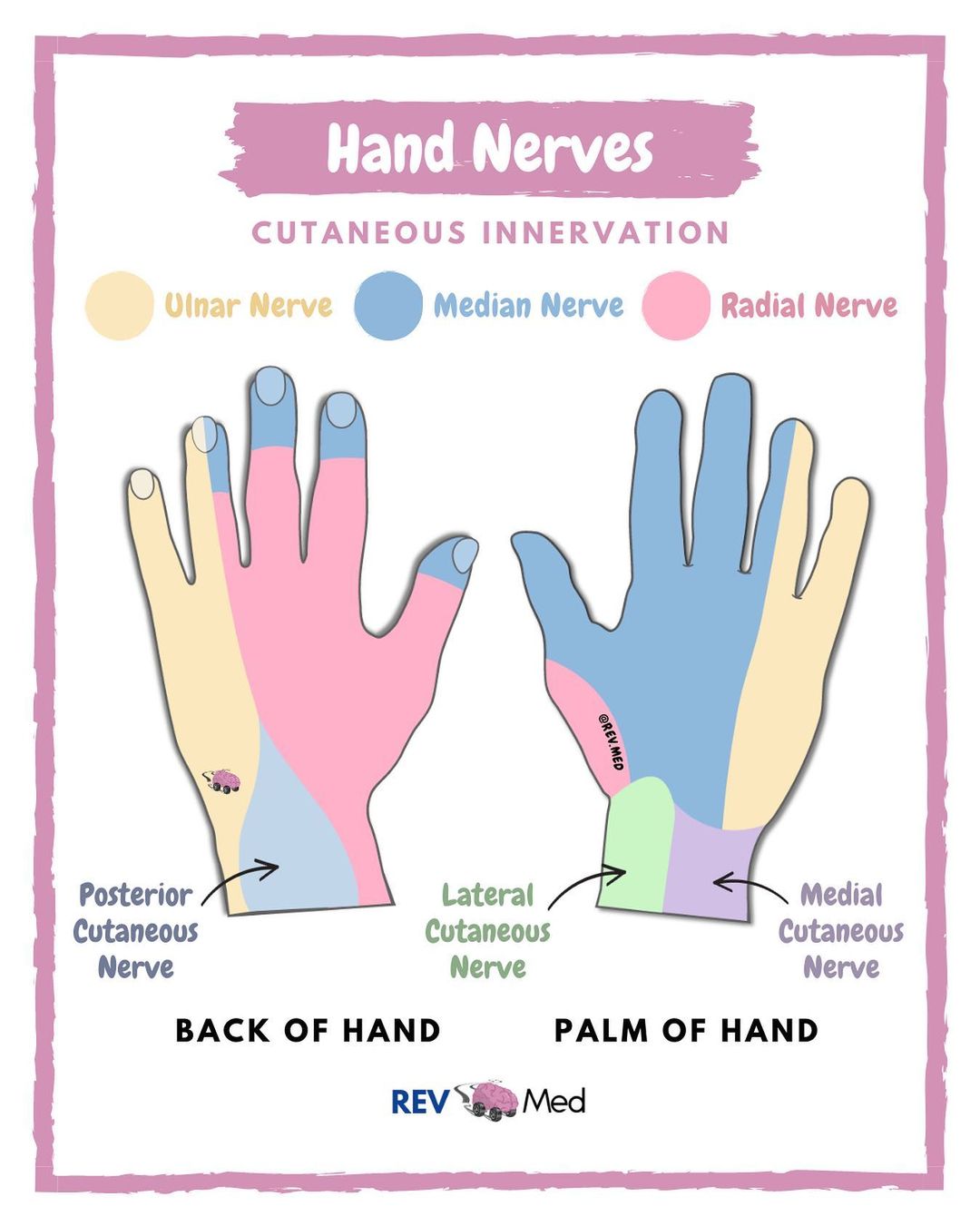 Cutaneous Hand Nerves Innervation Anatomy Ulnar GrepMed