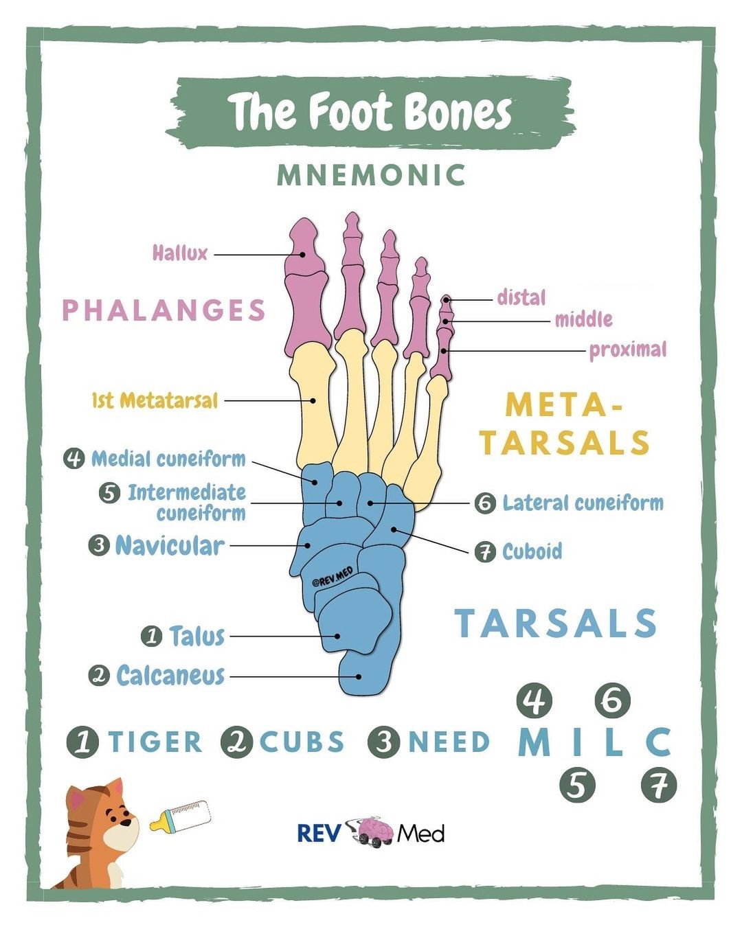 Foot Anatomy Foot Bones Mnemonic Tiger Cubs Need GrepMed