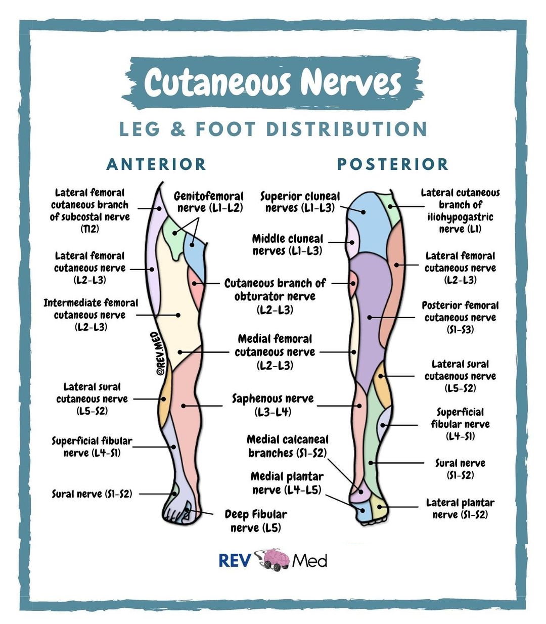 Leg And Foot Cutaneous Nerve Innervation Dematomes By GrepMed