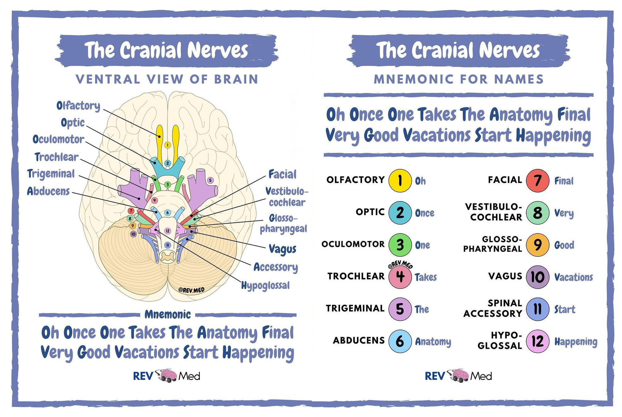 Cranial Nerves Anatomy Mnemonic By rev med Cranial GrepMed