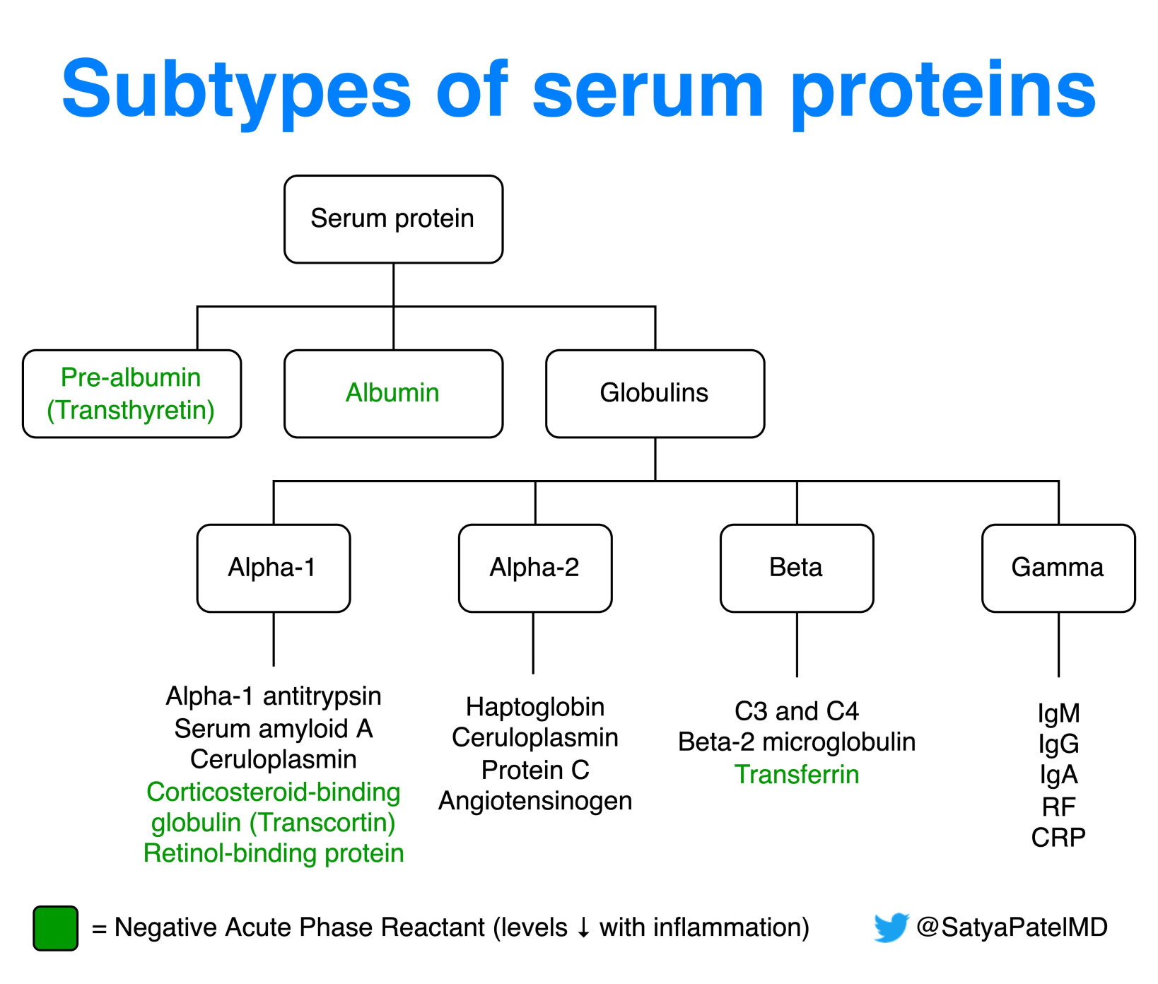 Subtypes Of Serum Proteins Pre albumin Transthyretin Albumin
