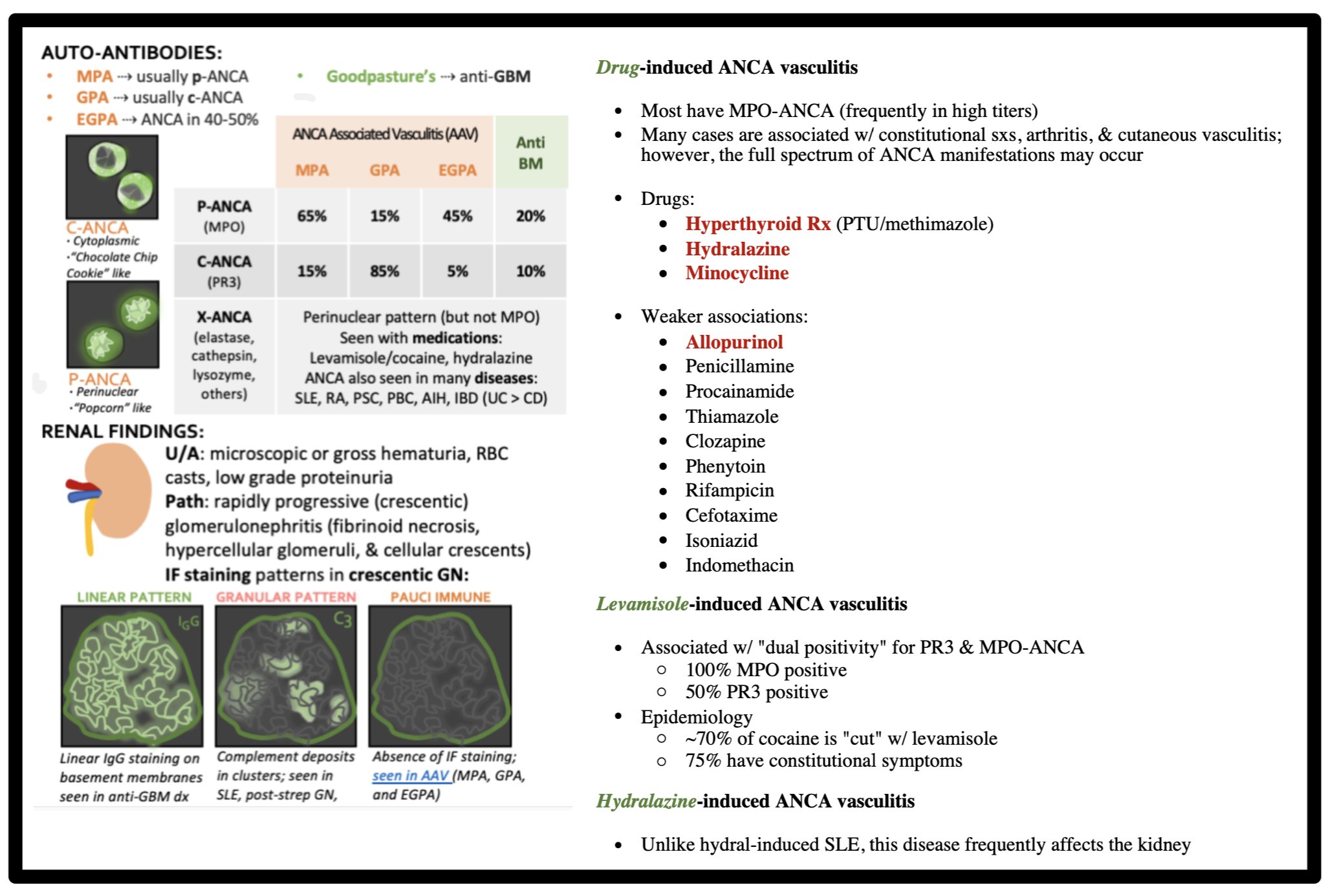 ANCA Associated Vasculitis AAV Auto antibodies GrepMed