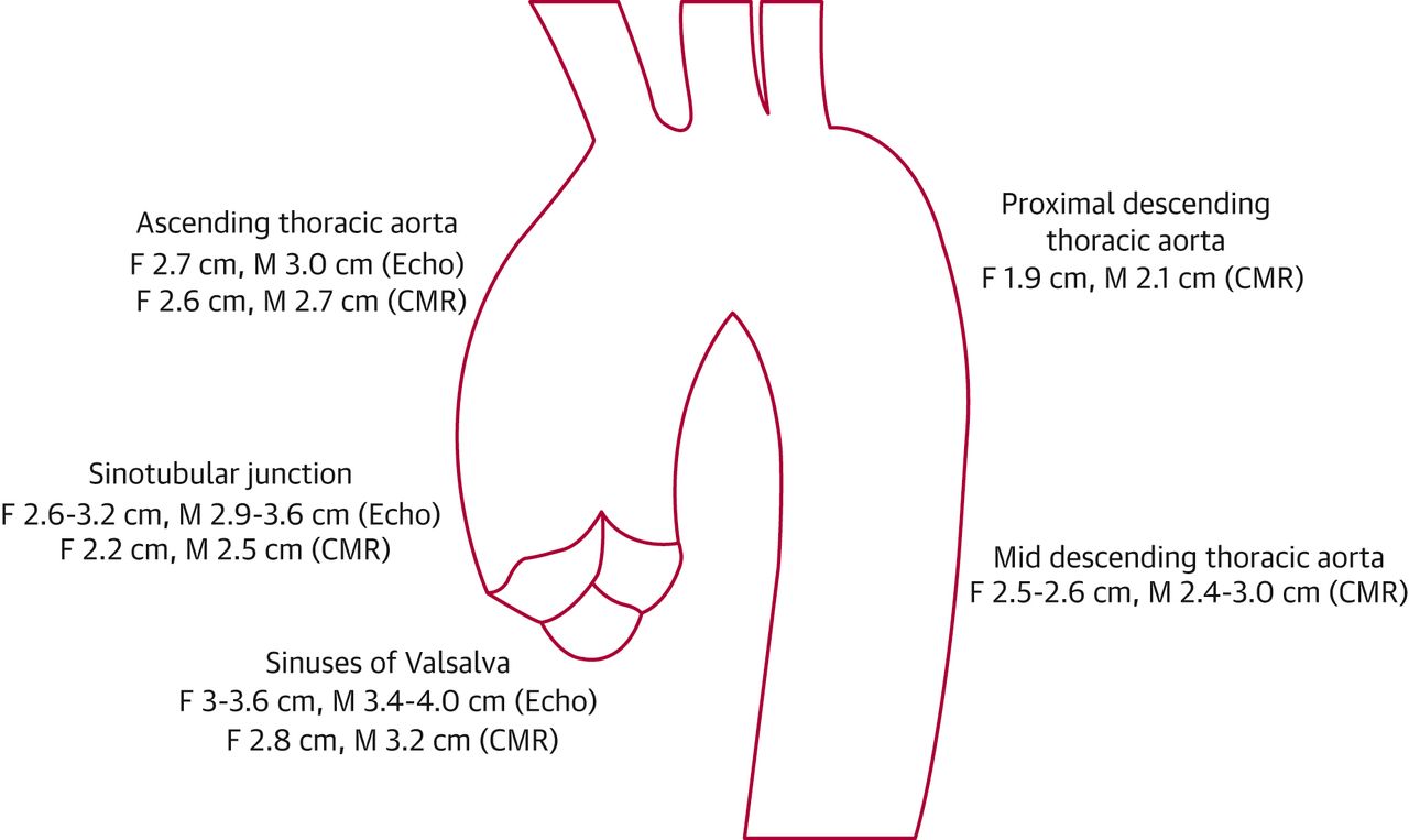 Capitanesdepesca ar Para Que Sirve El Zyloprim 300 Mg That Can Normal Size Of Ascending 