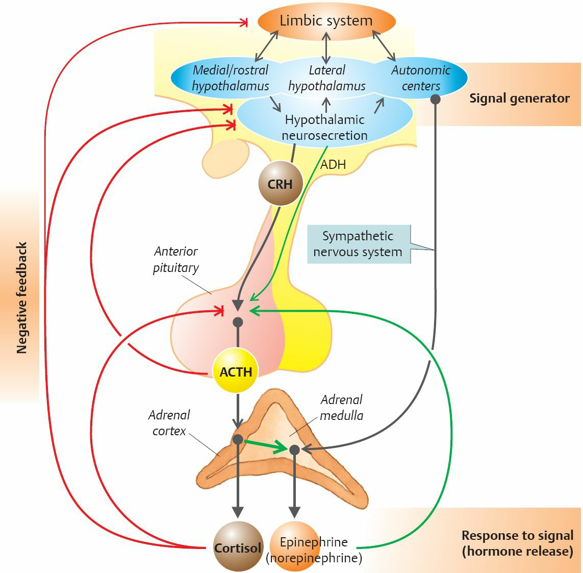 Limbic System Medial rostral Hypothalamus Lateral GrepMed