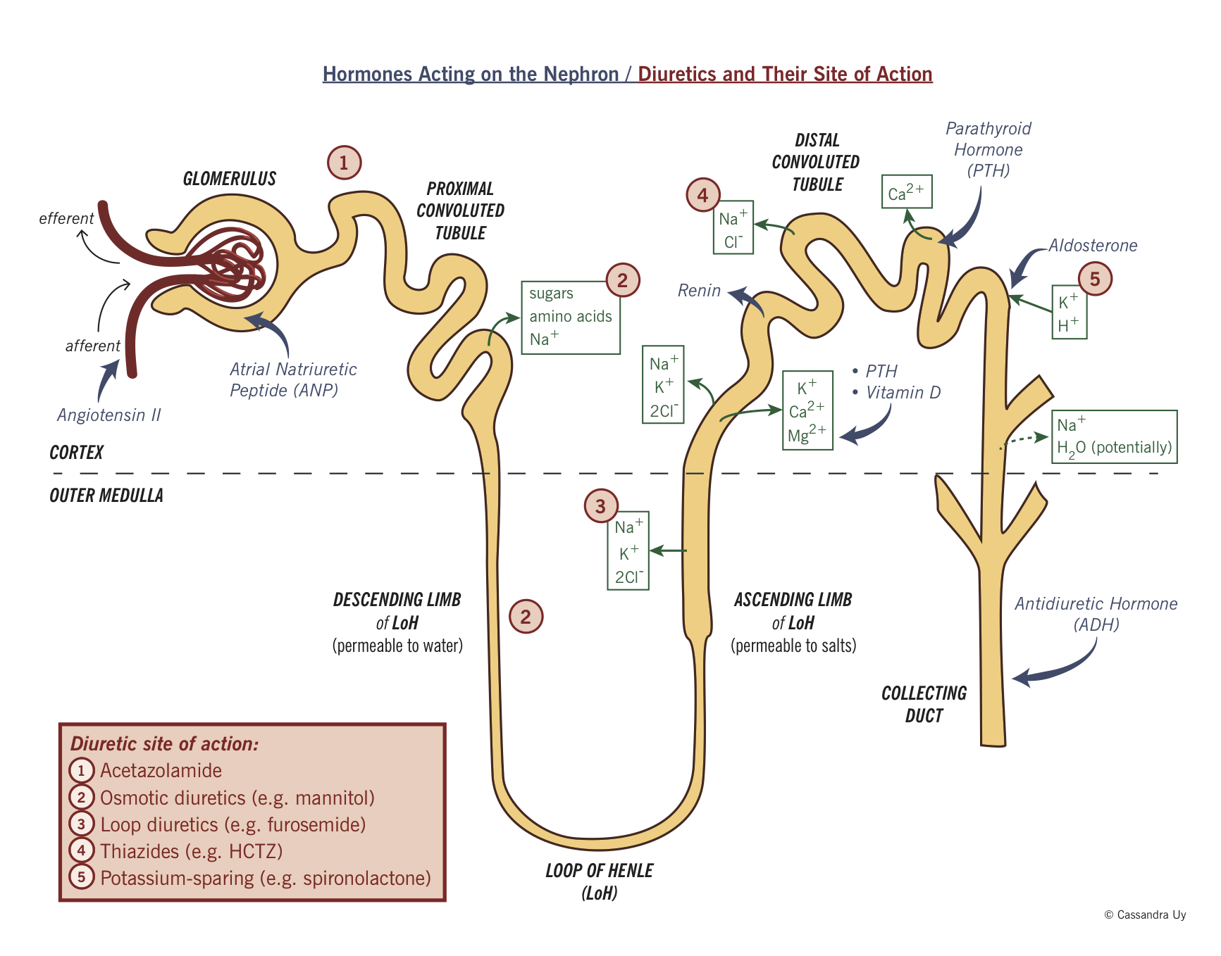 Hormones Acting On The Nephron Diuretics And Their GrepMed Hormones Acting On The Nephron Diuretics And Their GrepMed