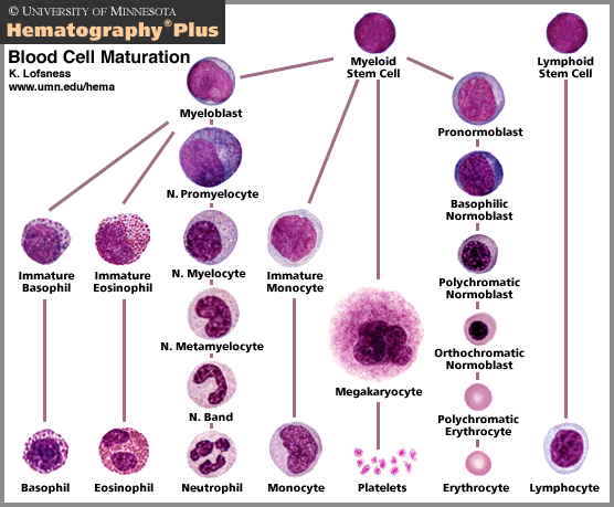 White Blood Cell Maturation Chart Pathology WBC GrepMed