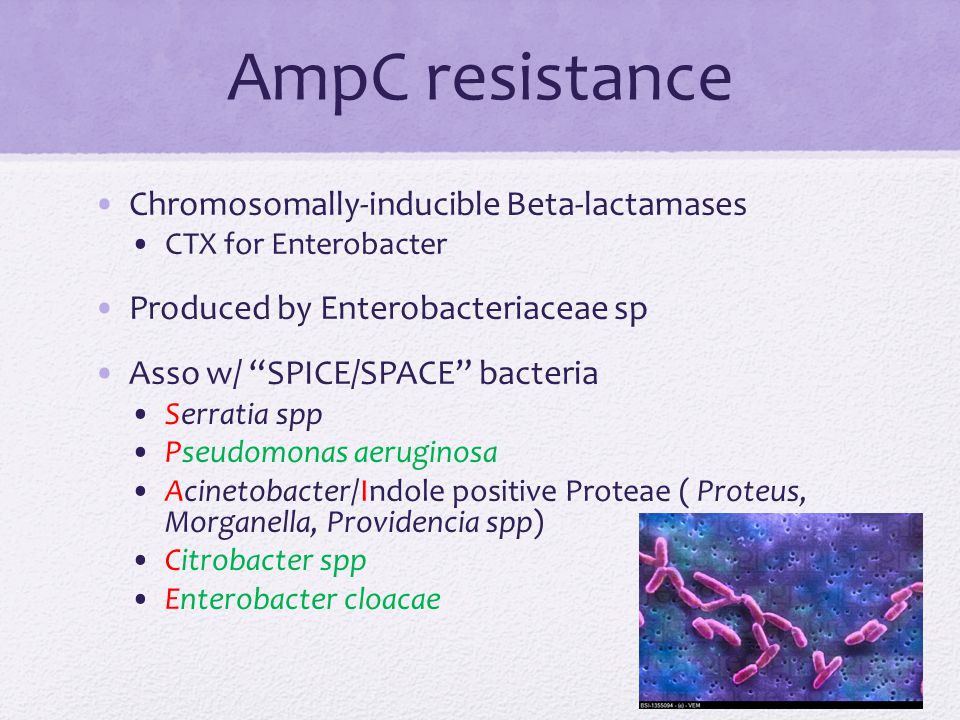 SPICE SPACE Organisms Colloquial Acronym For GrepMed SPICE SPACE Organisms Colloquial Acronym For GrepMed
