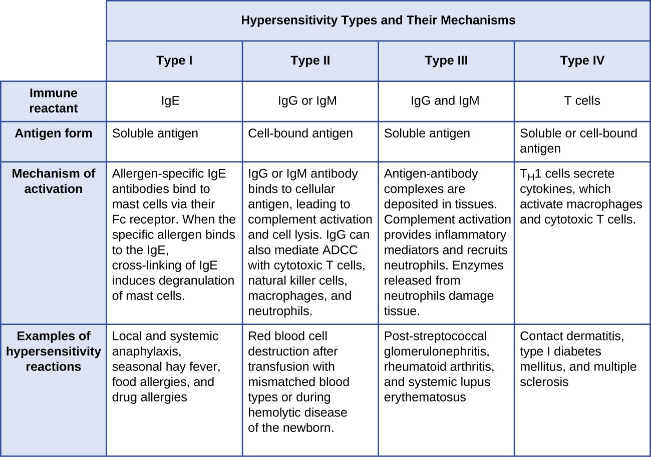 Hypersensitivity Types And Their Mechanisms Type I GrepMed