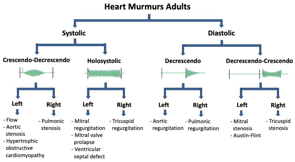 Differential Algorithm For Adult Heart Murmurs Dr GrepMed