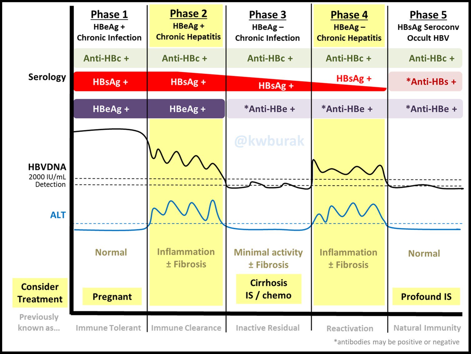 Hepatitis B Phases And Treatment Phase 1 HBeAg GrepMed